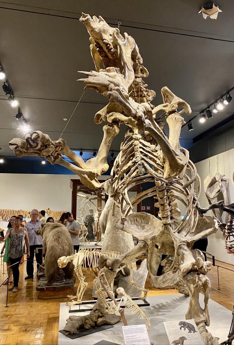 ‘Megatério’: a preguiça gigante que habitou Capão Bonito a milhões de ...